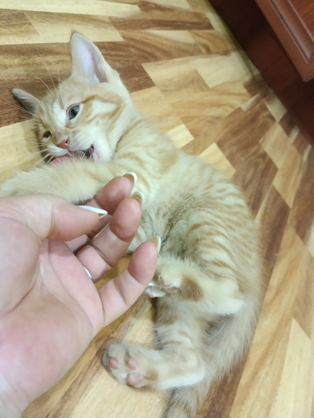 Котенок отдам тому кому надо