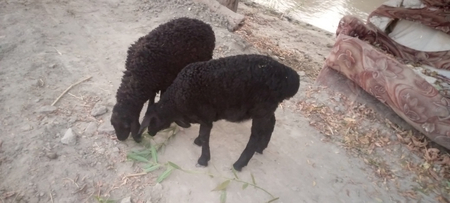 Yak nar yak moda