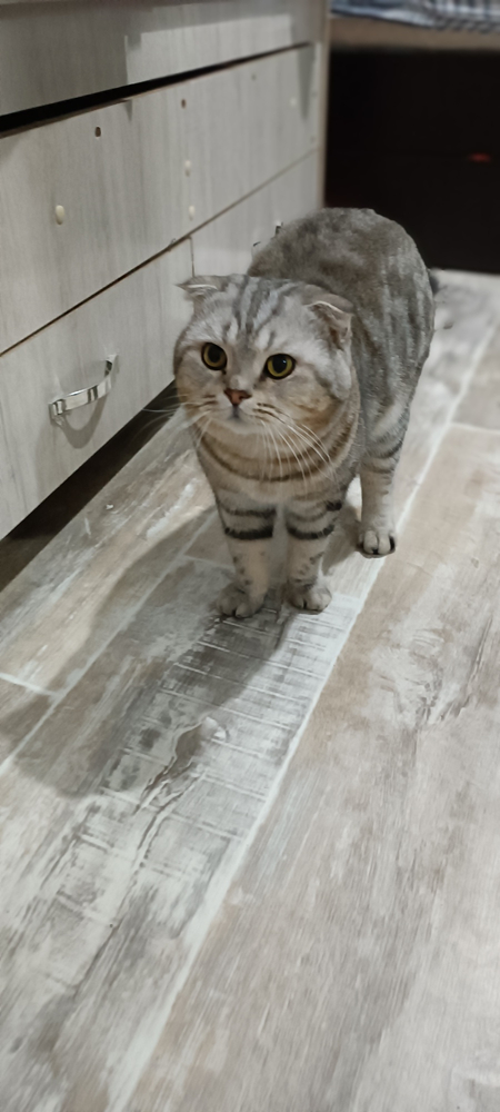ВЯЗКА ! КОТ НА ВЯЗКУ шотландский Фолд