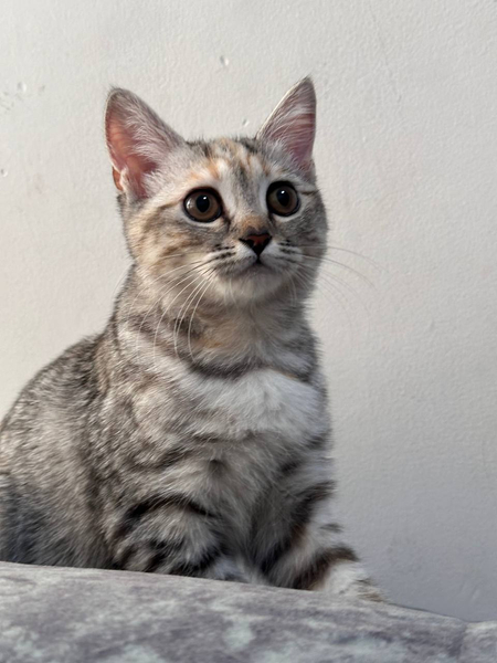 Продаётся кошка..
