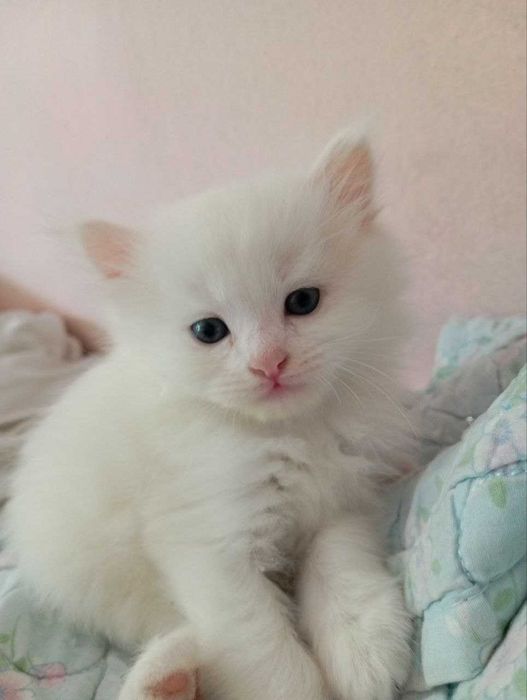 продам белых пушистых котят