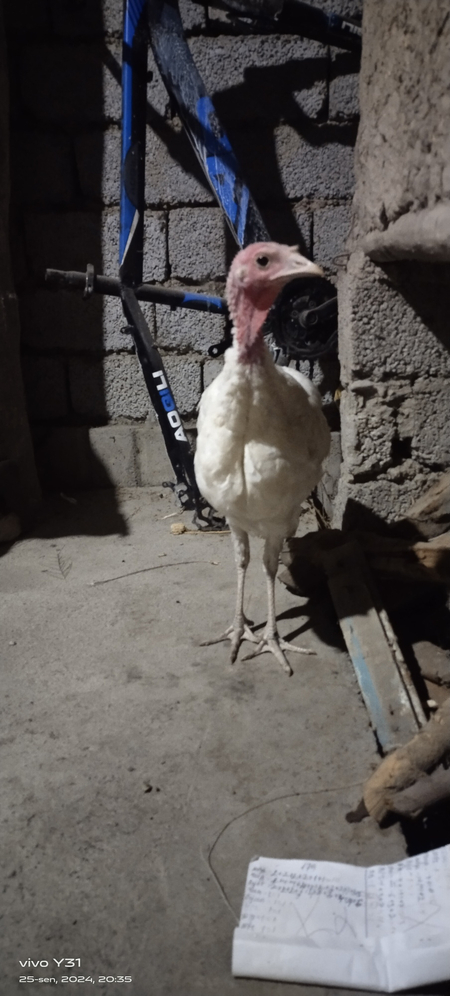 Kurka joʻja sotiladi