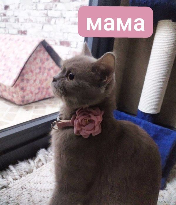 Акция! Цена снижена Скоттиши