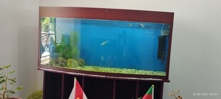 Akvarium baliglari