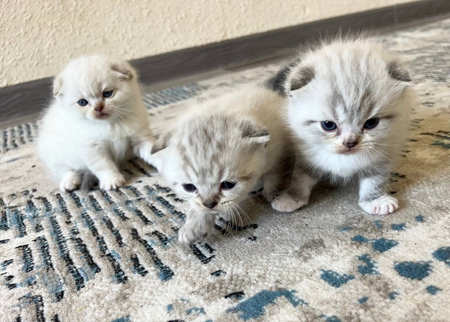 Шотландский кот с голубыми глазами