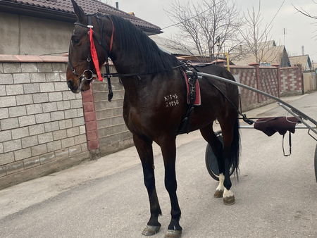 Продам кабыла советский тяж