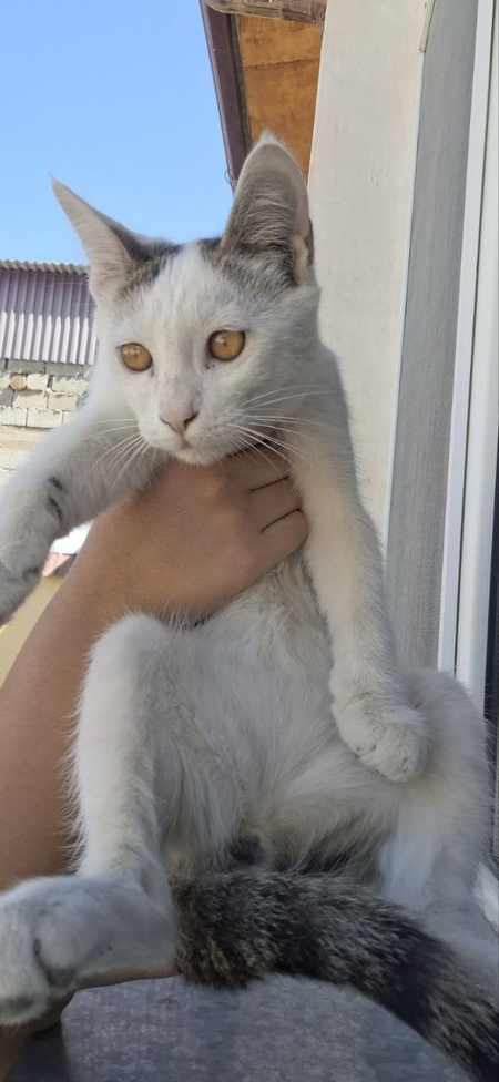 Кошка отдаем бесплатные