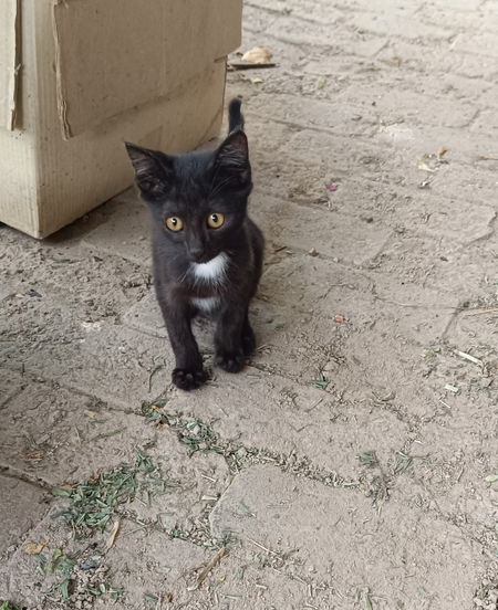 Котята двое 3мес. Отдам даром.