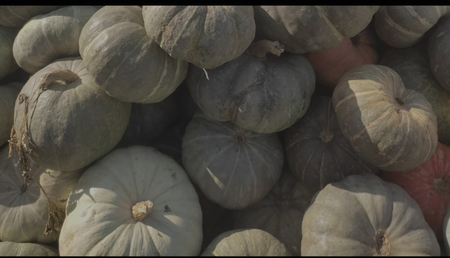 Oshqovoq Тыква Pumpkin Ошковок кора почок
