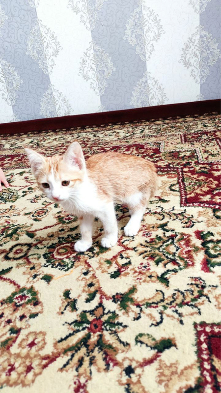 Отдам маленьких котят