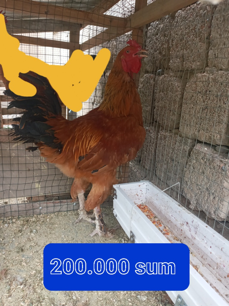 Xurroz srochni sotiladi xonaki    .      .