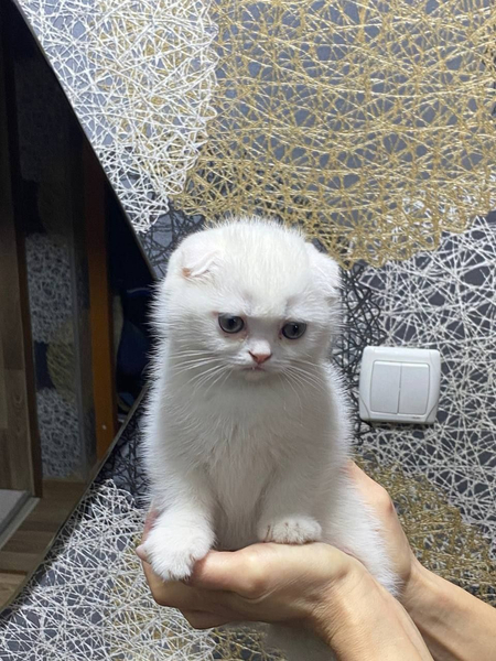 Котёнок Скоттиш Фолд