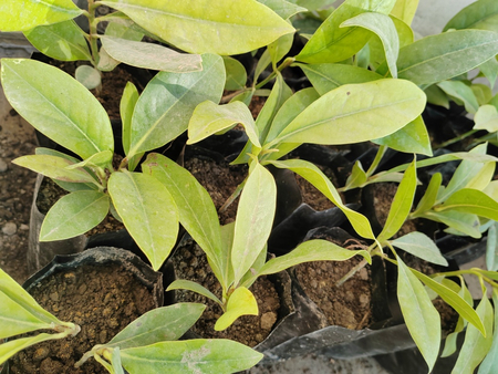 Magnoliya (магнолия ) ko\\\'chatlari sotiladi