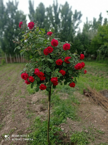 Shtamp atirguli shohona gul