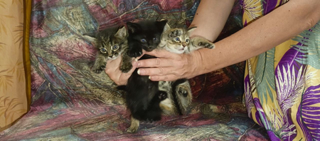 Котята в добрые руки