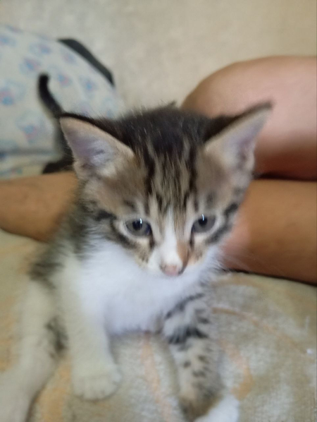 Котята в хорошие руки.