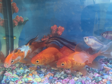 Akvarium va baliqla sotiladi