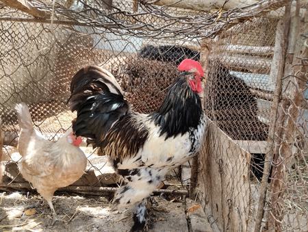 Brahma xo'roz sotiladi