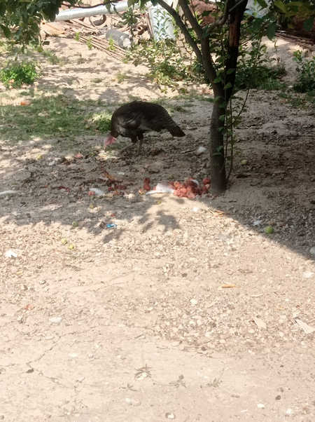 Kurkalar sotiladi