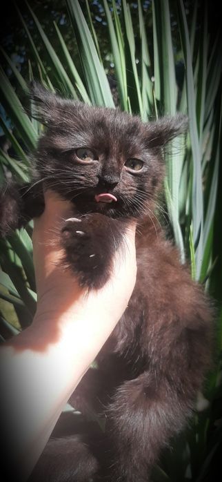 Очень Шладкий котёнок