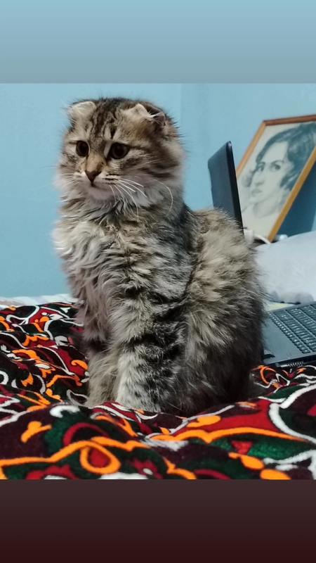 Красивый вислоухий котёнок