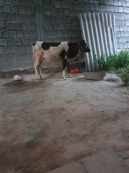Sigir ena bola sotiladi