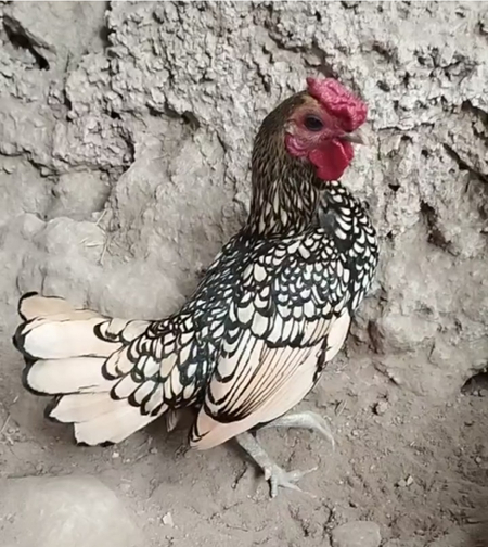 Sibrayt Limon Xuroz sotiladi