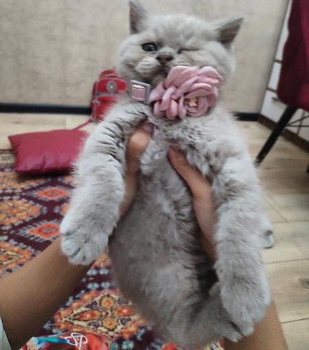 Новогодние чудо! Котята 2 мес Скоттиш Страйтики!