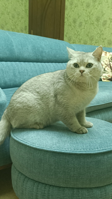Чистокровная шотландская вислоухая / Scottish fold