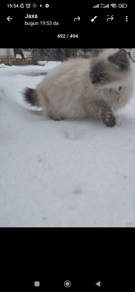 Mushuk yoʻqoldi ismi COCO,,zoti Persian