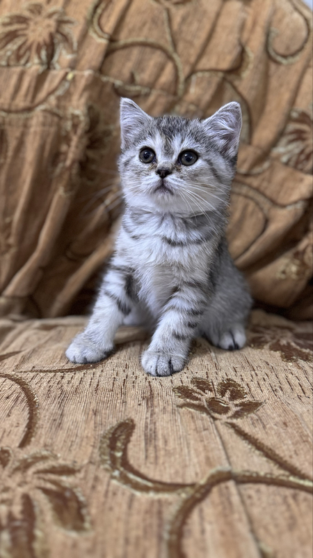 Продаются котята