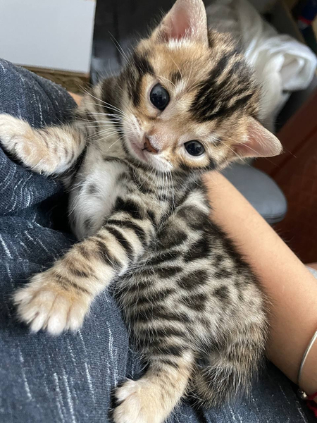 Котята Бенгалы original