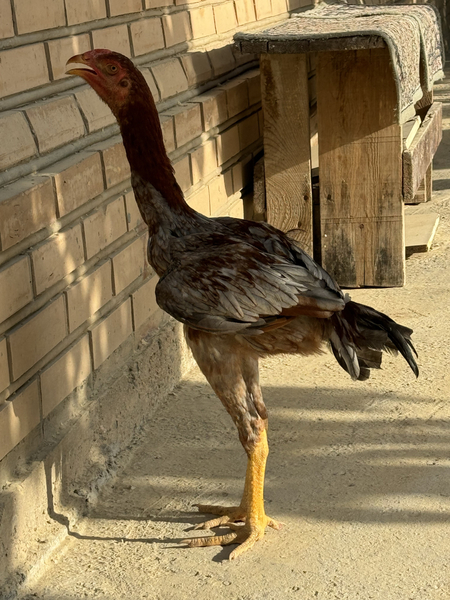Juja dakan sotiladi