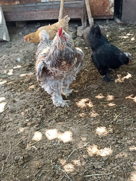 Brama dvoyka xoʻrozi sotiladi