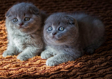 Продаются Шотландские котята Скоттиш Фолд.