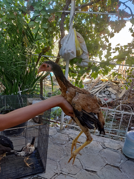 Kulangi jo'jalar sotiladi