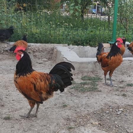 Продаются петухи породы Форверк