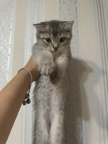 Продажа котят
