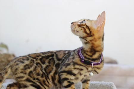Клубные Бенгальские котята