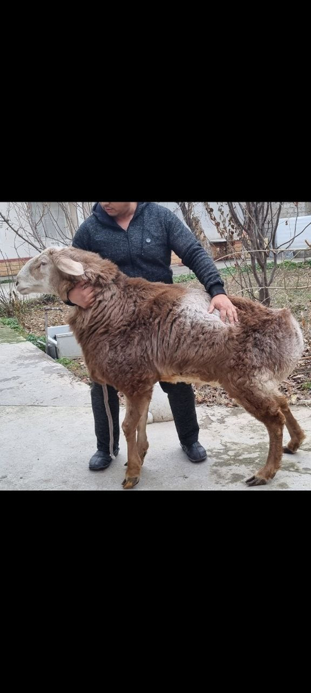 Qo'chqor sotiladi