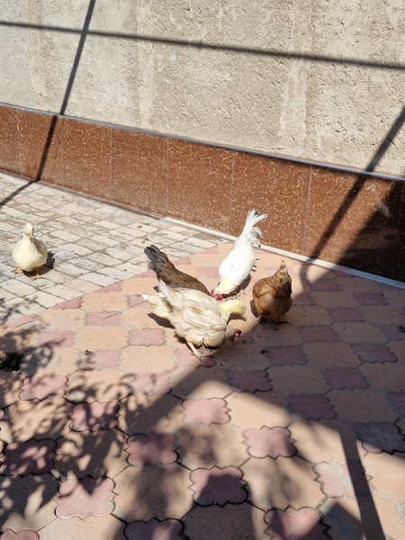 Xonaki tovuqlar sotiladi.