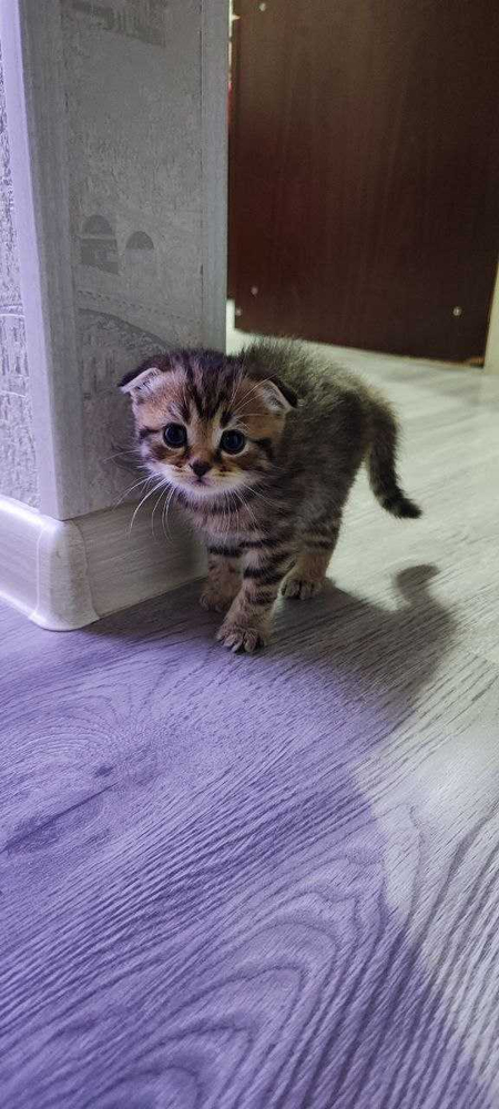 Продаются Шотландские котята.