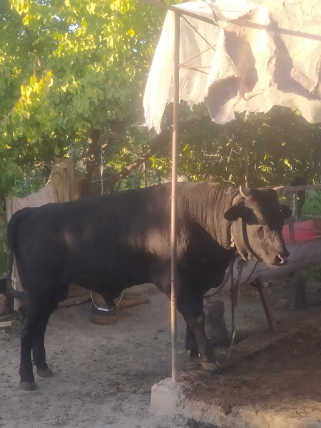 Buqacha sotiladi