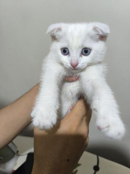 Кошка Scotish Fold с сумкой