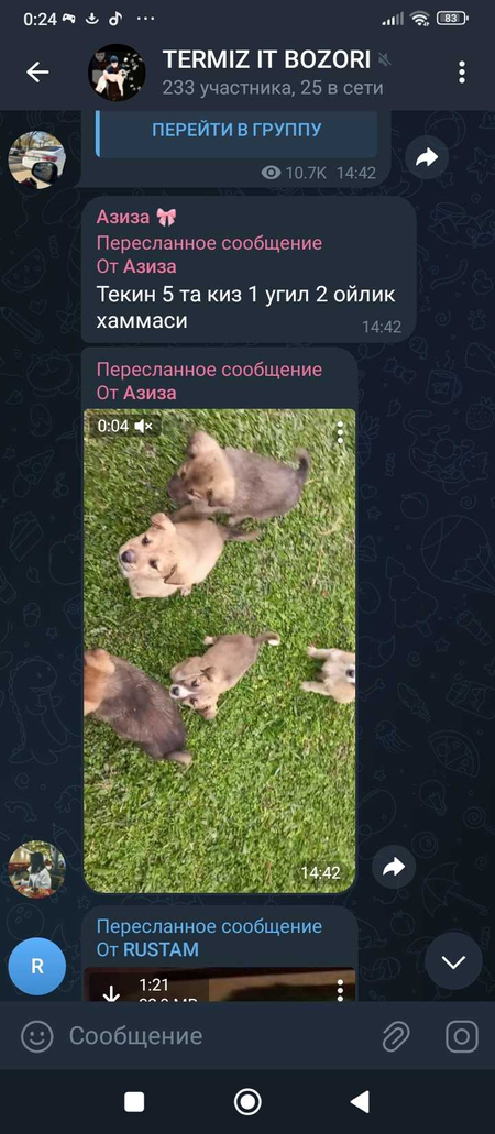 Самые красивые собаки!