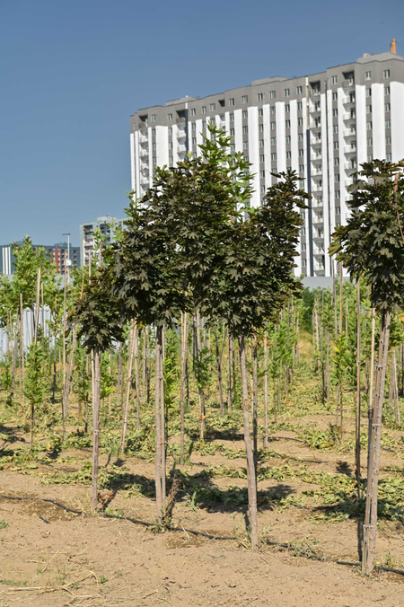 Красный клён - Acer rubrum