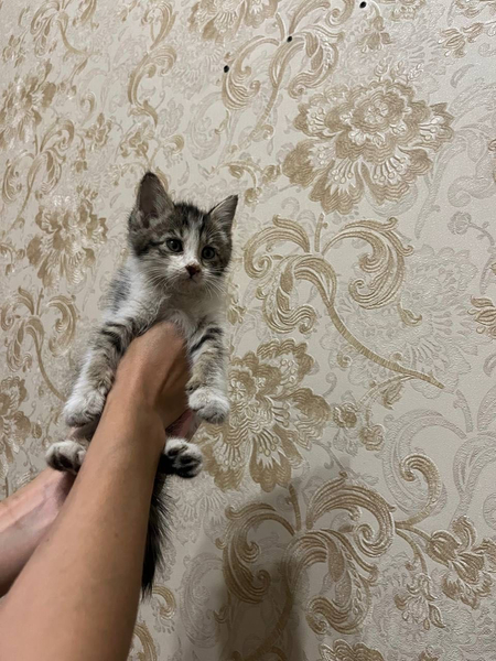Котенок бесплатно в хорошую семью