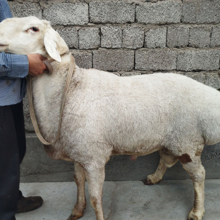 Qo'chqprlar sotiladi narxi kelishilgan xolda