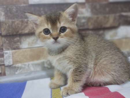 Продаётся котёнок ( британская золотистая шиншилла)