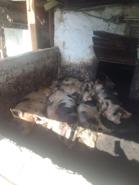 Продам свиней разного возраста